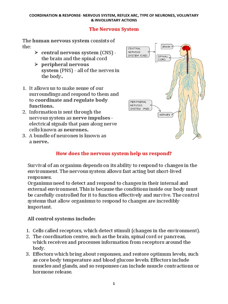 Notes On Coordination - Response - Nervous System, Reflex Arc, Type of ...