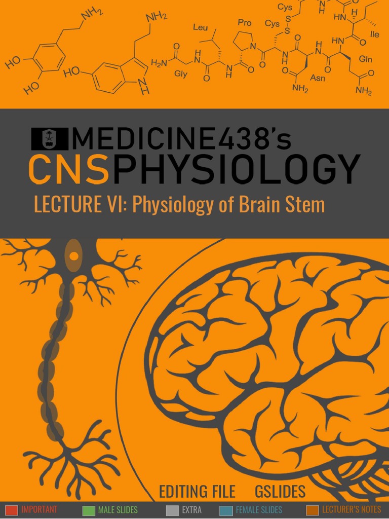 Brain Stem Physiology Overview | PDF | Brainstem | Auditory System