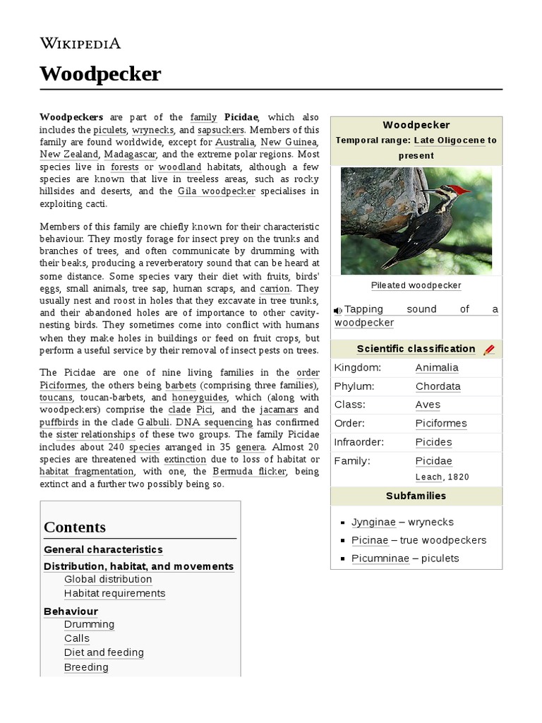 Woodpecker | PDF | Birds | Ornithology