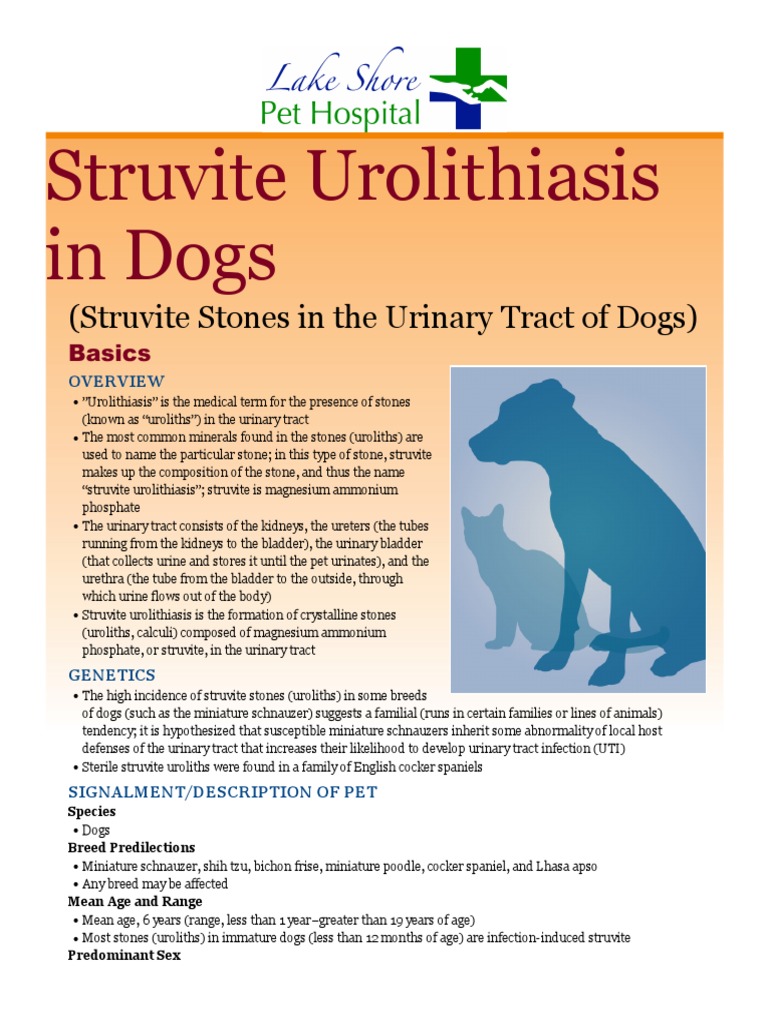 Struvite Stones in The Urinary Tract of Dogs | PDF | Urine | Urinary System