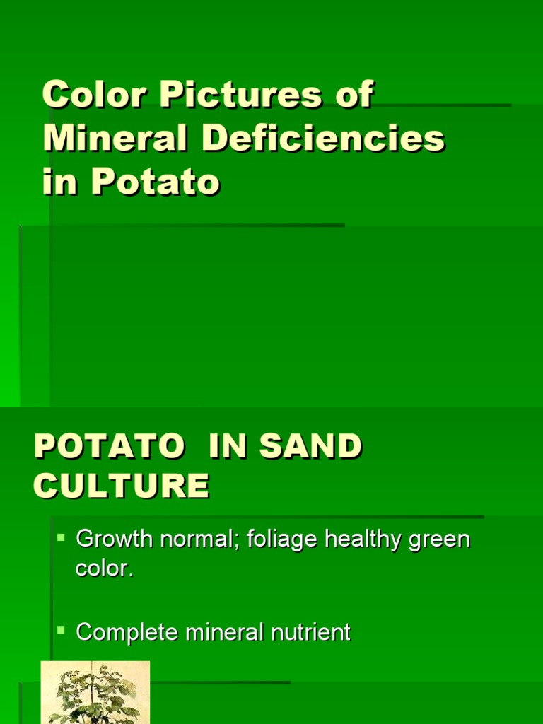 Potato Nutrient Deficiency Symptoms | PDF | Home & Garden