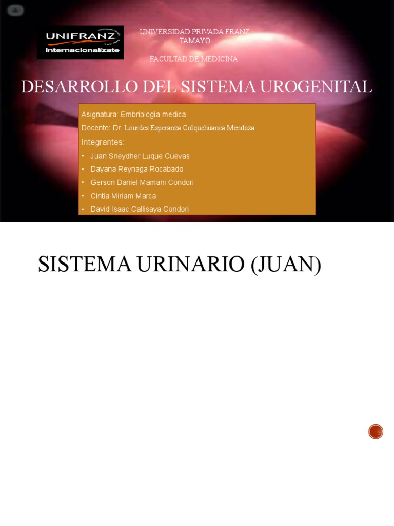 Desarrollo Del Sistema Urogenital | PDF | Sistema urinario | Gene