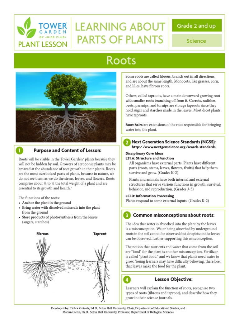 Grades 2 and Up Plant Roots | Download Free PDF | Root | Plants