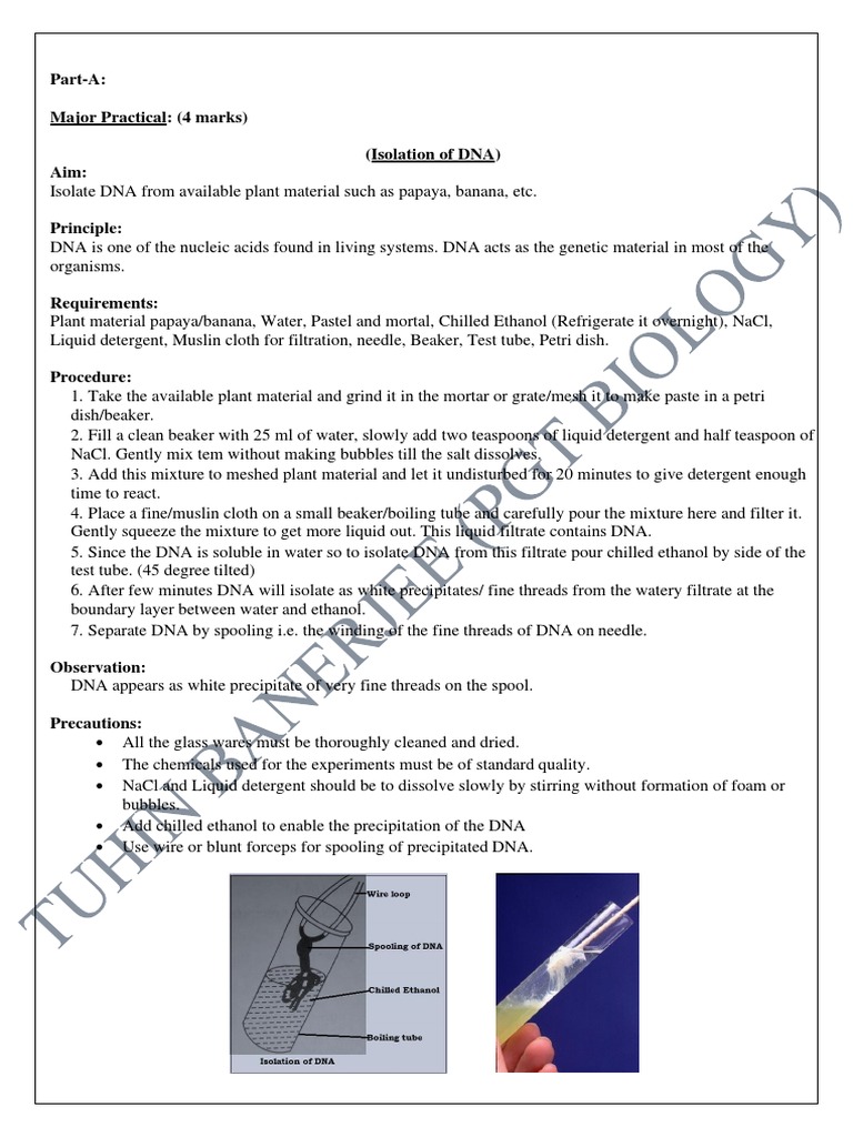 Bio Practical Term 1 | PDF | Dominance (Genetics) | Zygosity