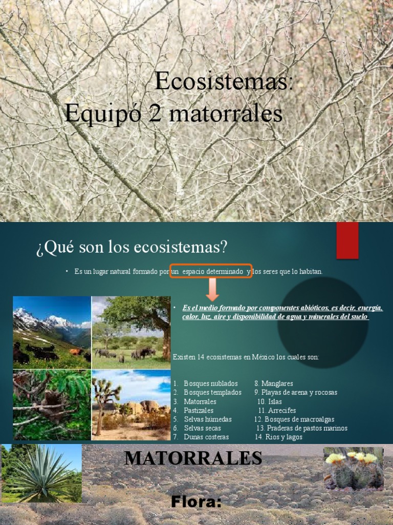 Características y ecosistemas de matorrales | PDF | Ecología | Entorno ...