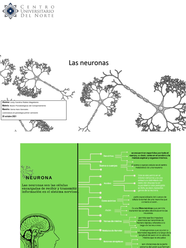 La estructura y función de las neuronas | PDF
