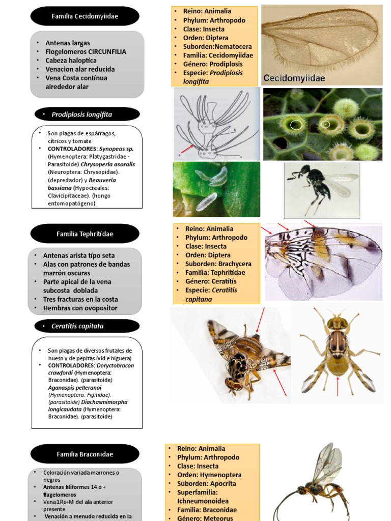 CARACTERISTICAS DE ORDENES DE INSECTOS Par2 | PDF | Himenópteros ...