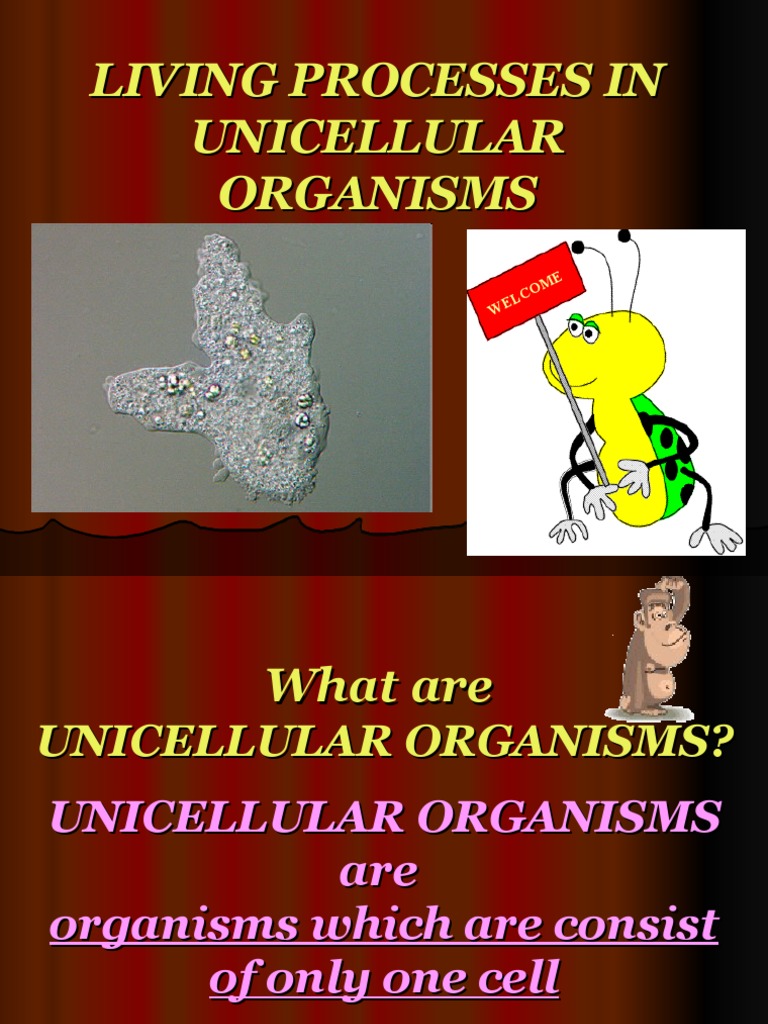 Living Processes in Unicellular Organisms | PDF | Anatomy | Histology