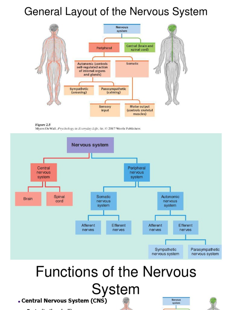Anatomy of The Nervous System-Converted-Compressed | PDF