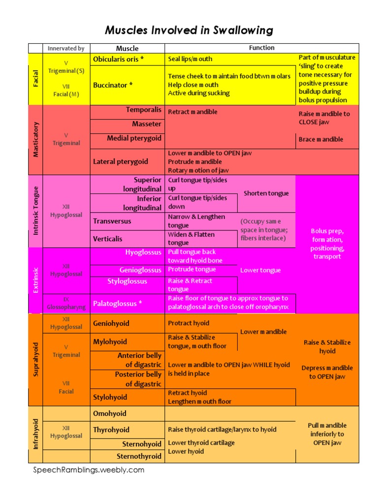 Muscles Involved in Swallowing: Function | PDF | Larynx | Tongue