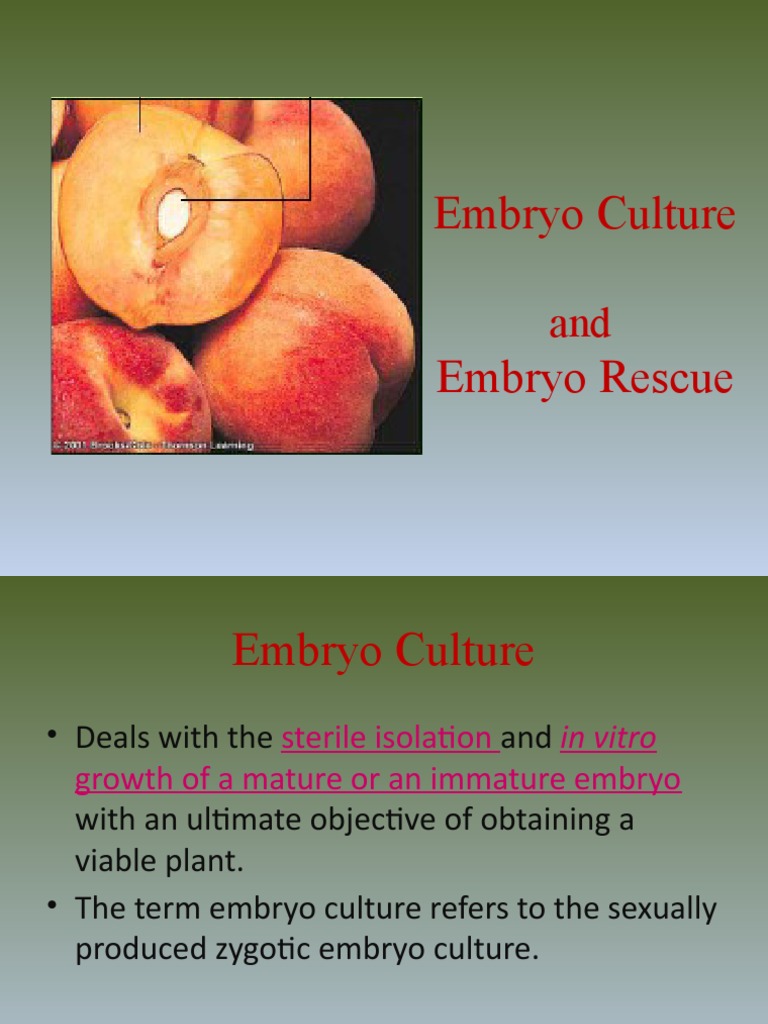 Embryo Culture and Rescue Techniques | PDF | Seed | Embryo
