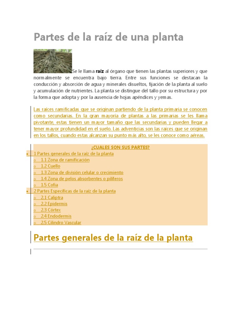 Partes de La Raíz de Una Planta | PDF | Raíz | Anatomía