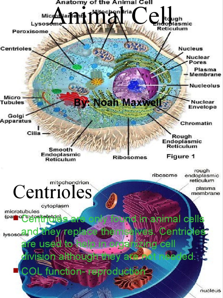 Overview of Animal Cell Organelles | PDF | Cell (Biology) | Eukaryotes