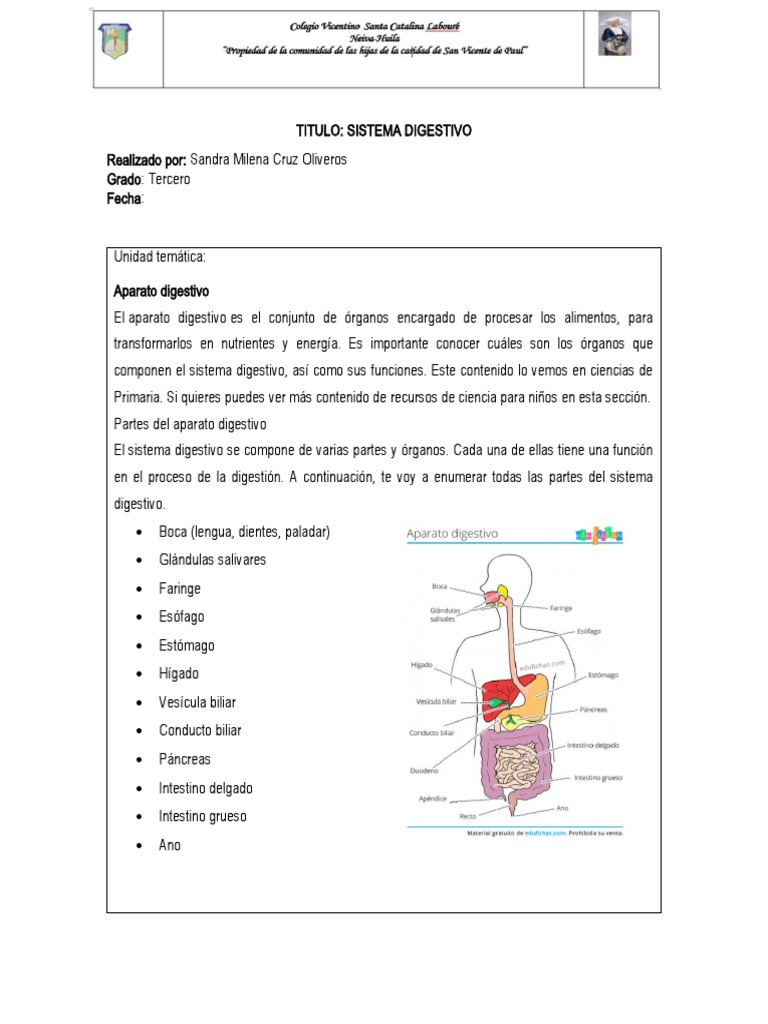 Guia Sistema Digestivo | PDF | Sistema digestivo humano | Digestión