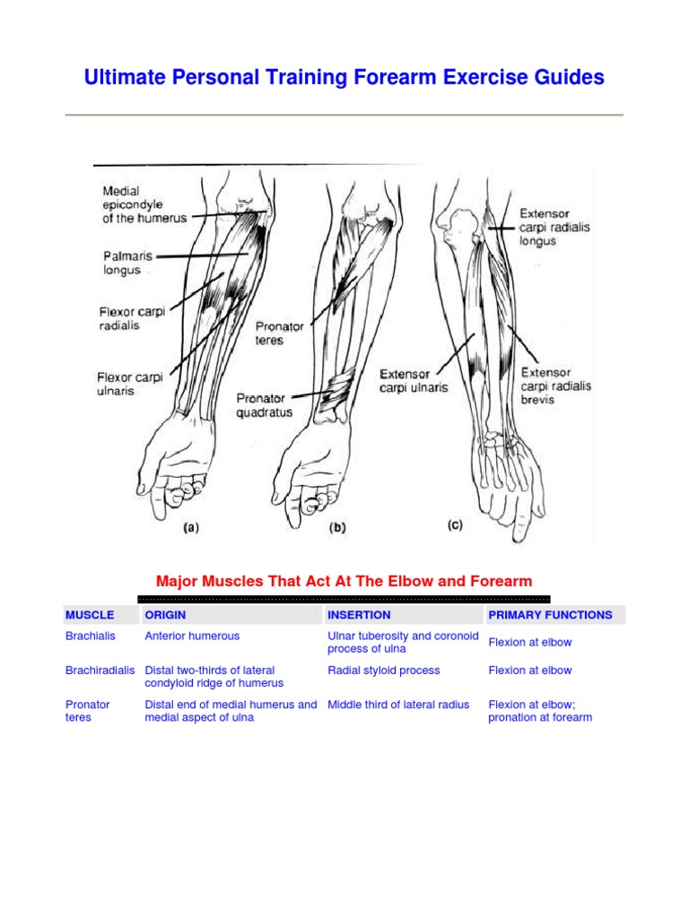 Forearms Exercises | PDF | Elbow | Musculoskeletal System