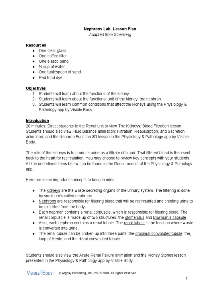 Nephrons Lab: Kidney Function Lesson Plan | PDF | Kidney | Physiology