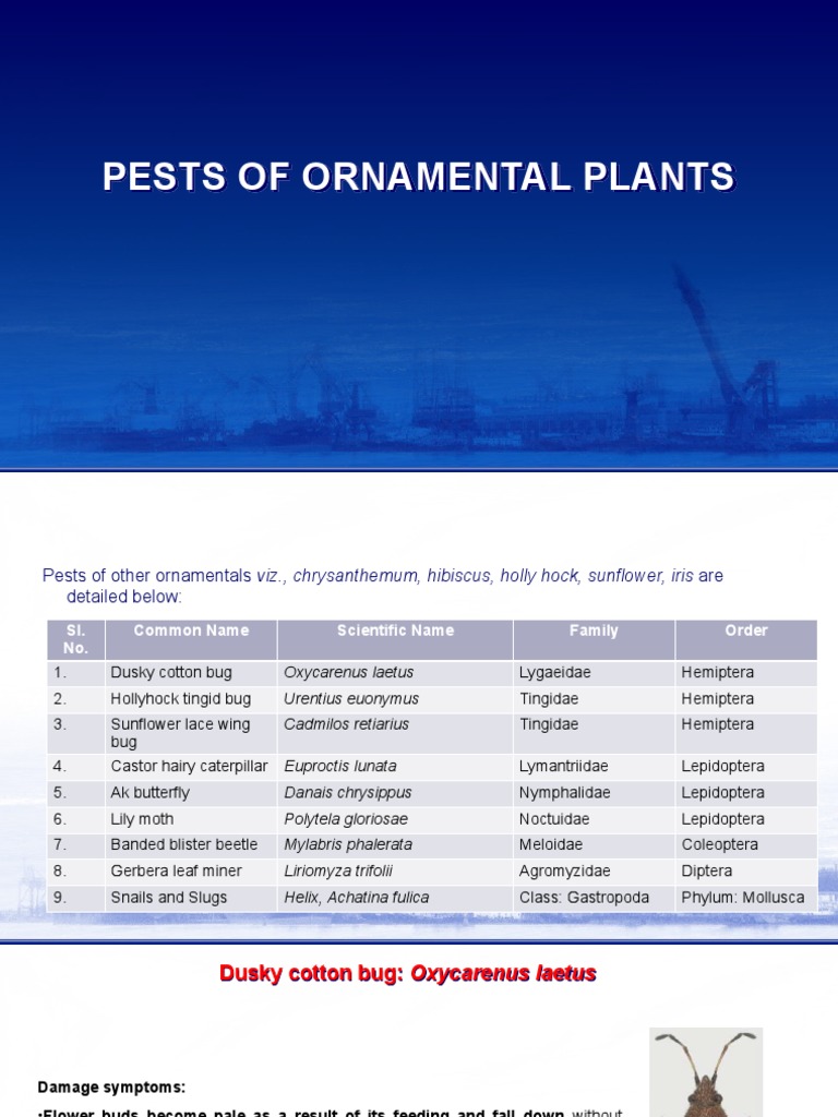 Insect Pests of Ornamentals | PDF | Pest (Organism) | Lepidoptera