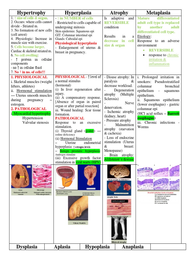 Hypertrophy Hyperplasia Atrophy Metaplasia | PDF | Inflammation | Apoptosis