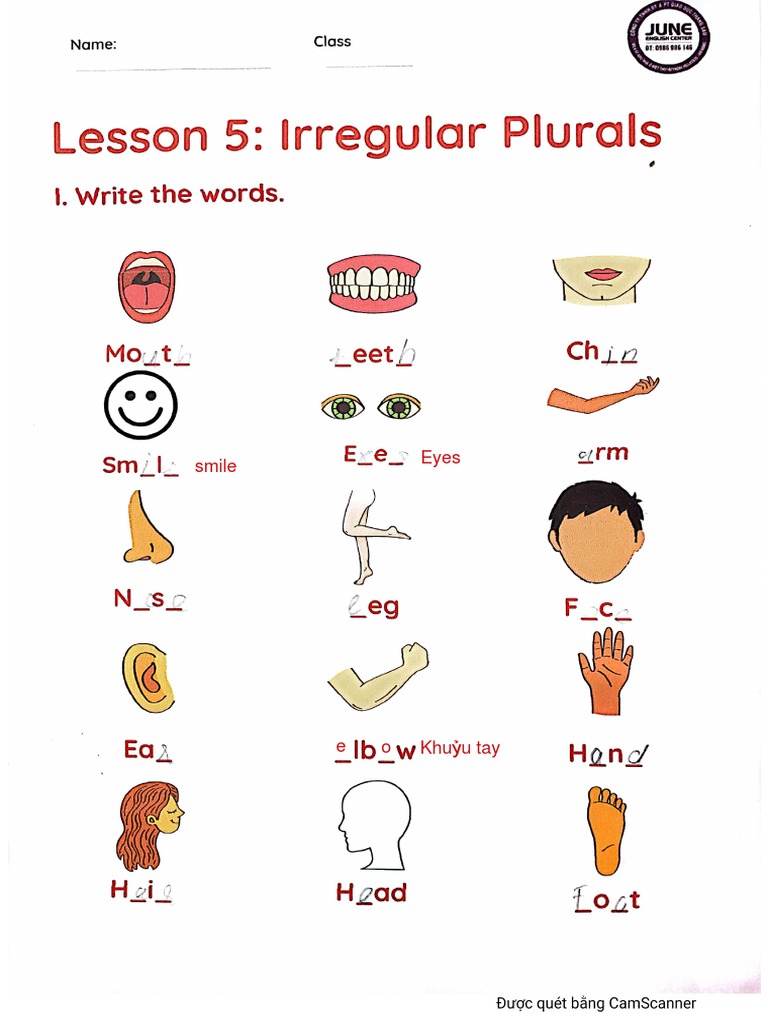 Angelina Lesson Irregular Plurals | PDF | Language Arts & Discipline