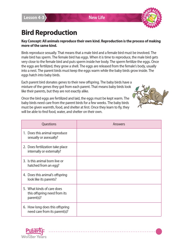 Student Activity Sheet Bird Reproduction | PDF