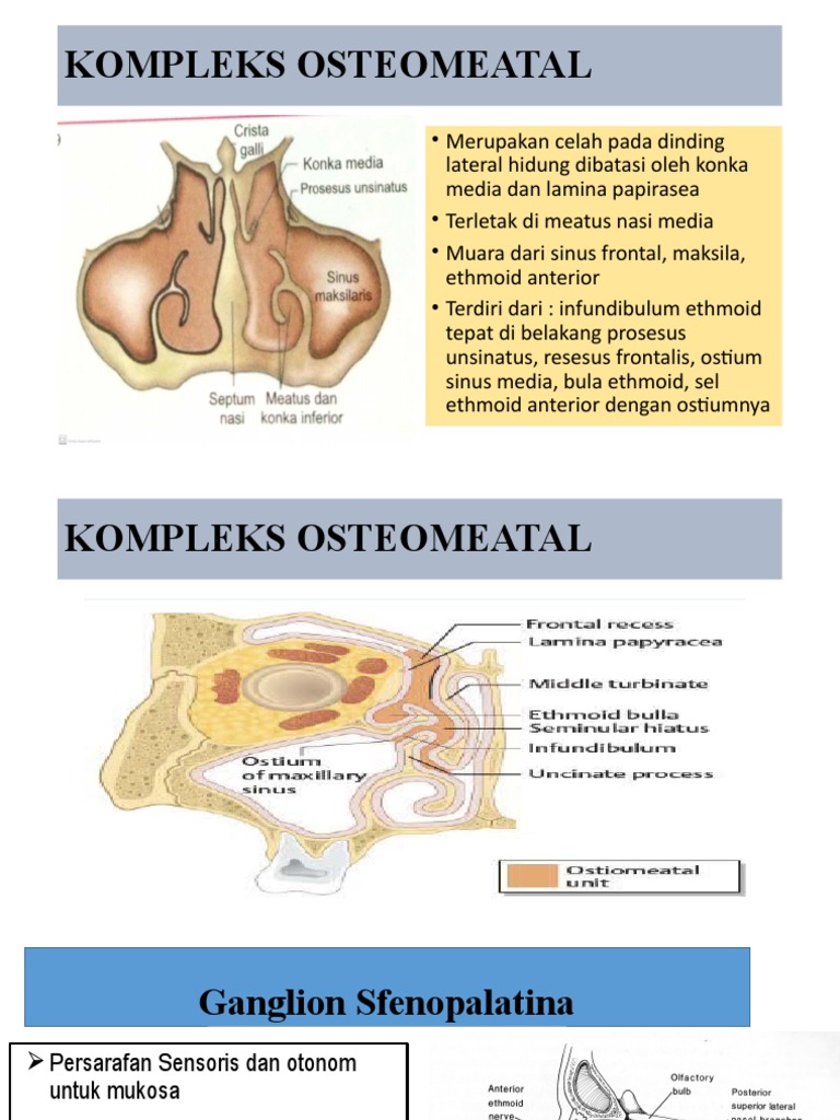 Kompleks Osteomeatal | PDF