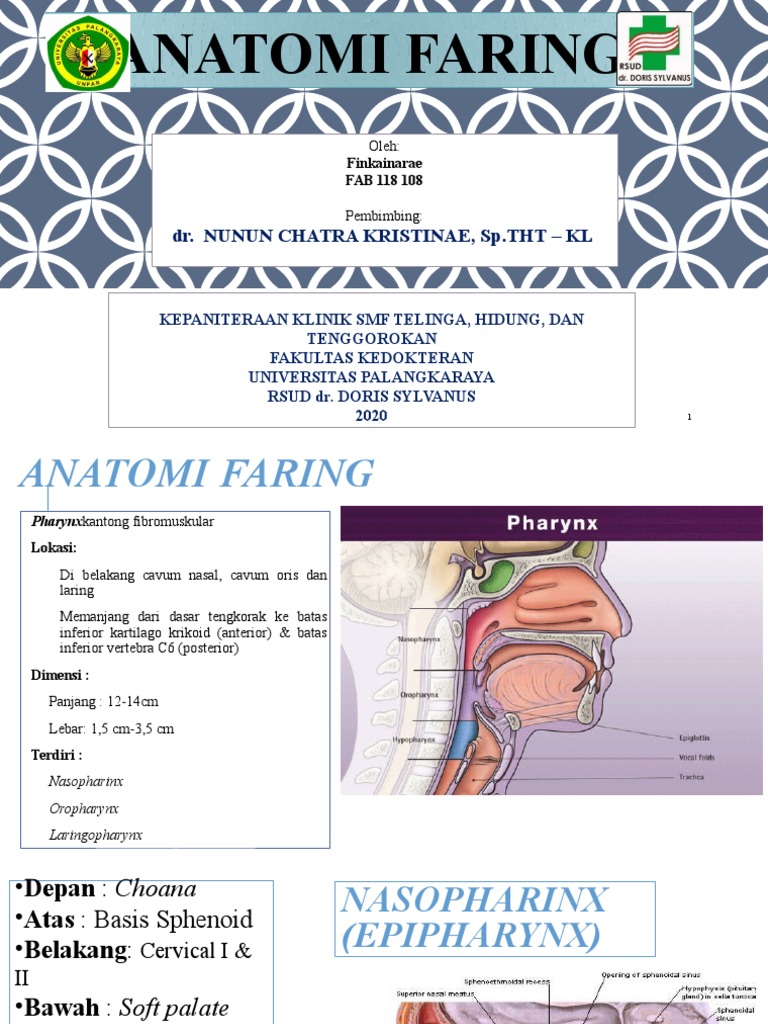 Anatomi & Fisiologi Faring | PDF