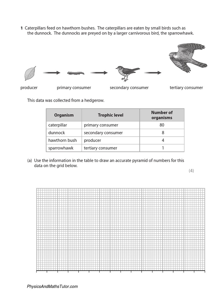 Ecology and Food Chain Analysis | PDF | Speed | Ecology