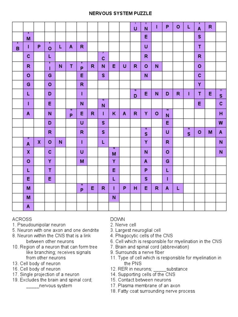 Nervous System Lecture Assignment - Lorenzo, B. | PDF | Neuron | Axon