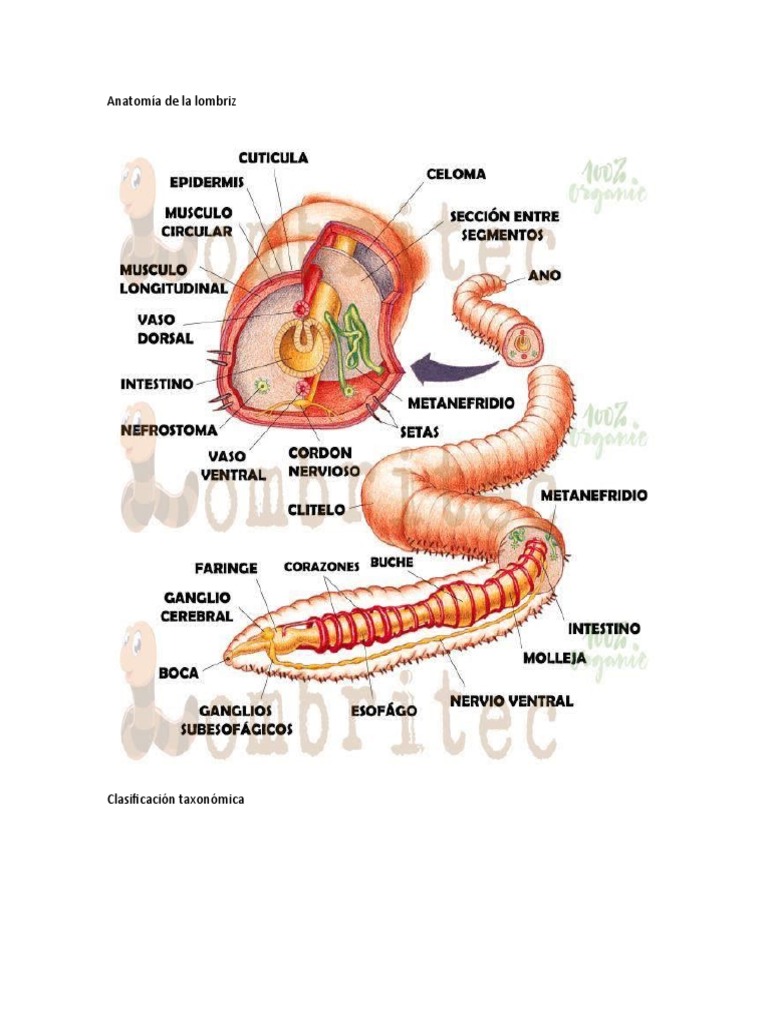 Diagrama De Anatomía Externa De La Lombriz De Tierra
