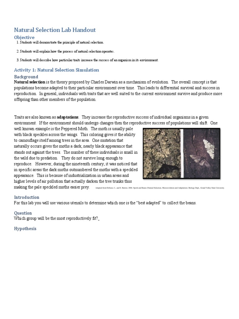 Natural Selection Lab Handout: Objective | Download Free PDF ...