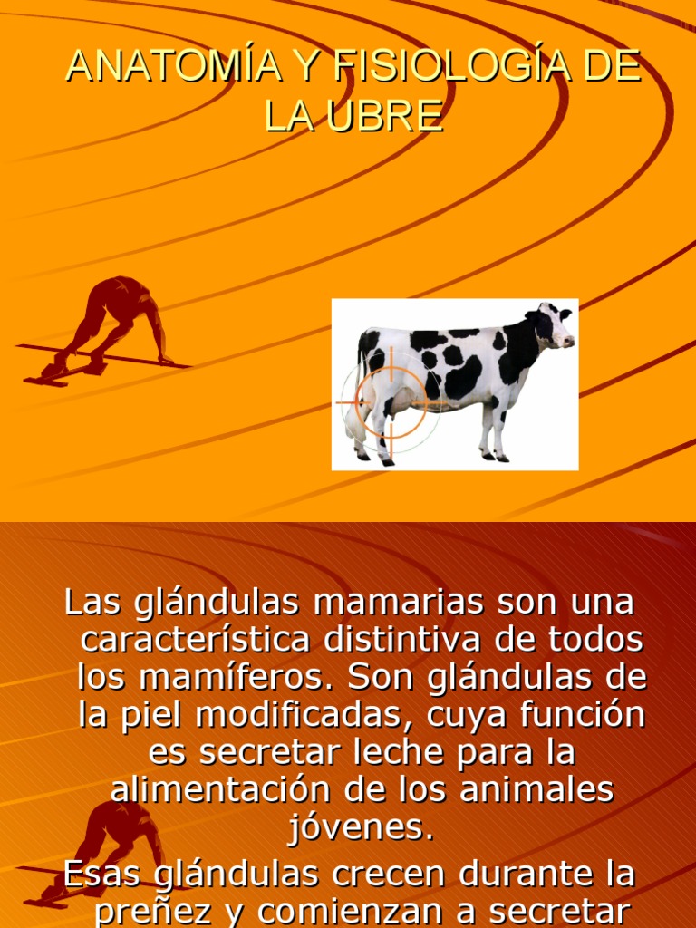 Anatomía y Fisiología de La Ubre | PDF | Leche | Sangre