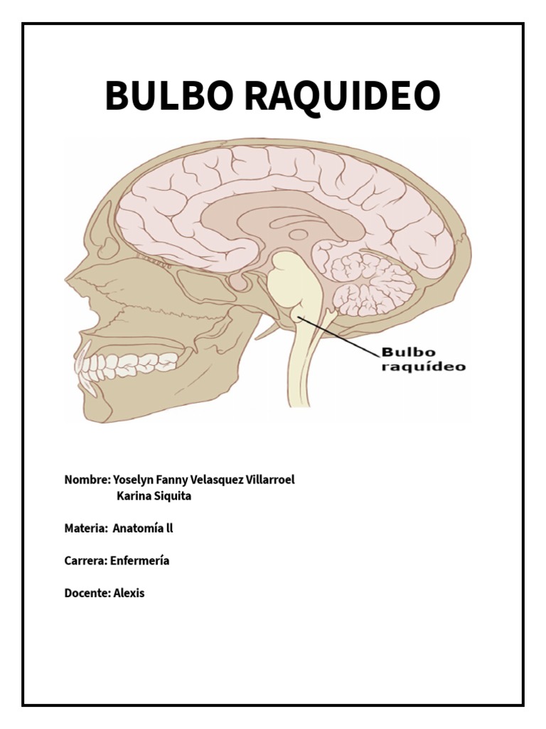 Bulbo Raquídeo Anatomia 2 | PDF | Neurociencia | Cerebro