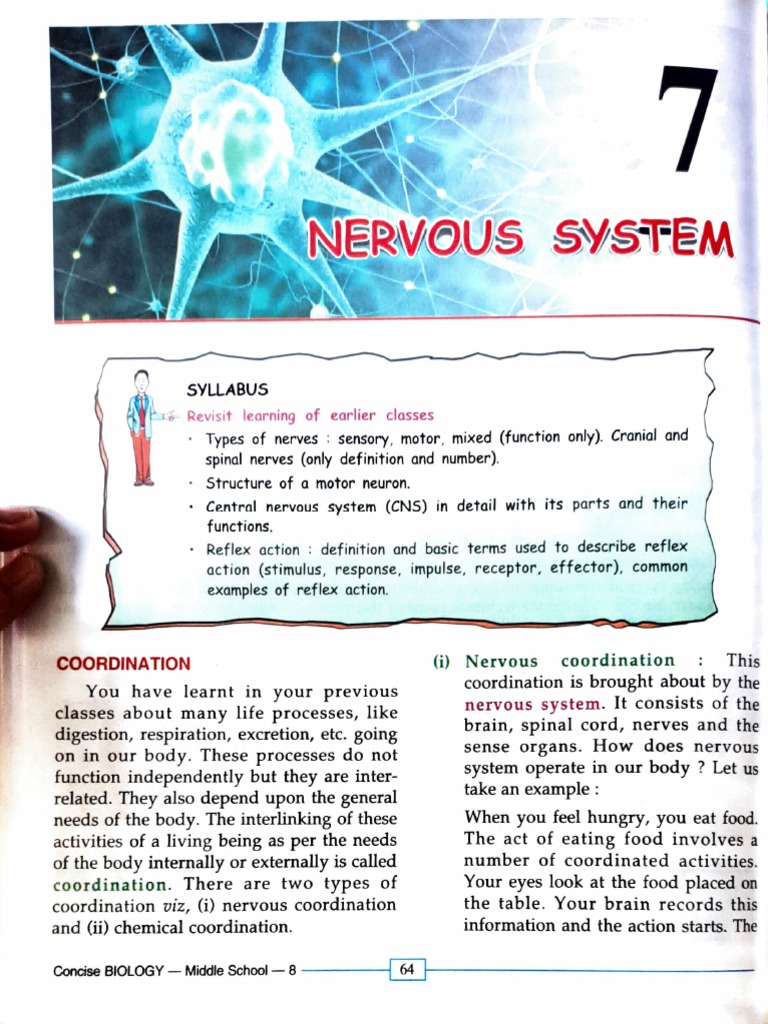 Nervous System | PDF | Central Nervous System | Neuron