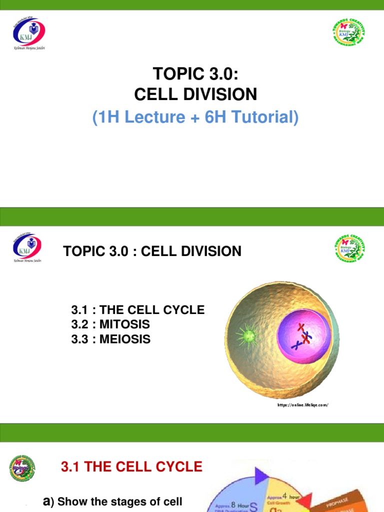 Understanding Cell Division Stages | PDF | Meiosis | Mitosis