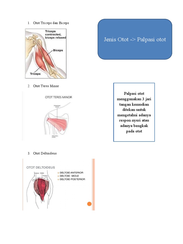 Palpasi Otot dan Jenisnya | PDF