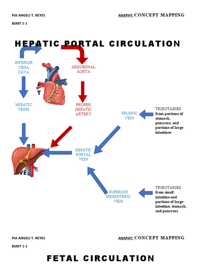 Anaphy Concept Mapping | PDF | Vein | Circulatory System