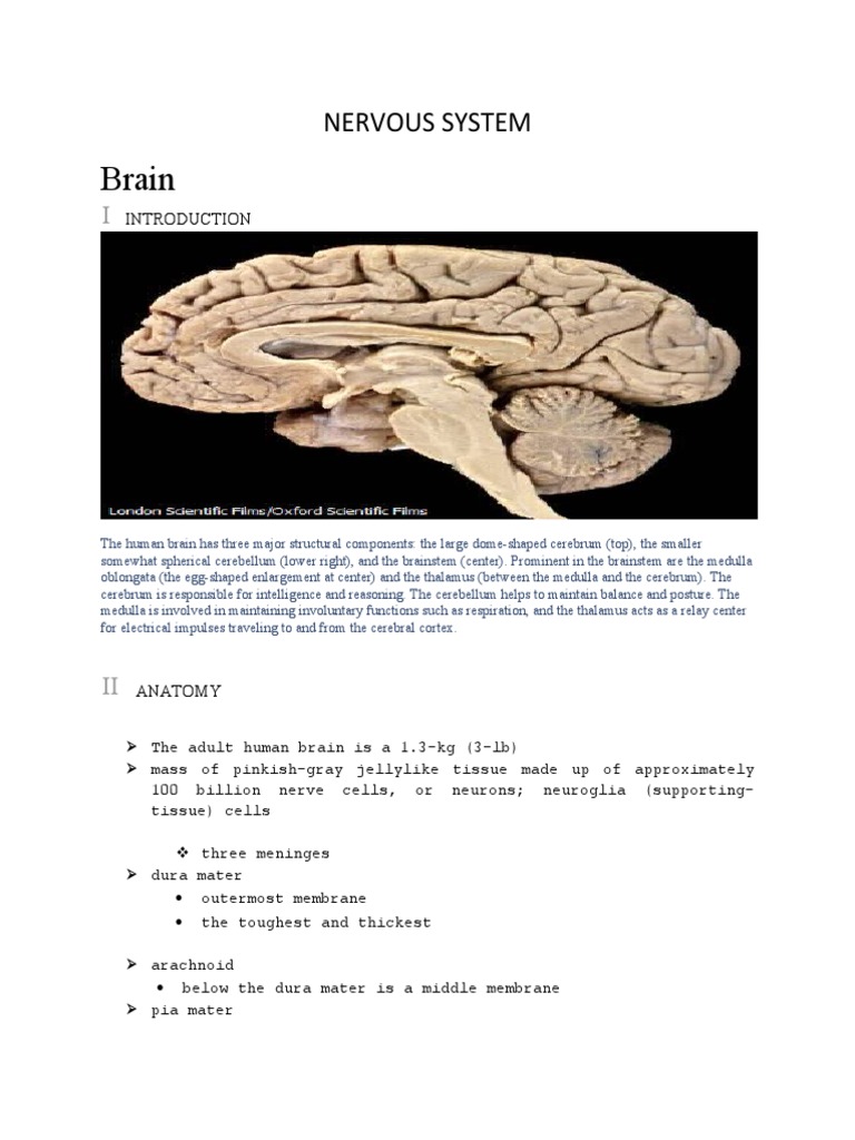 Anatomy of Brain | PDF | Cerebral Hemisphere | Cerebrum