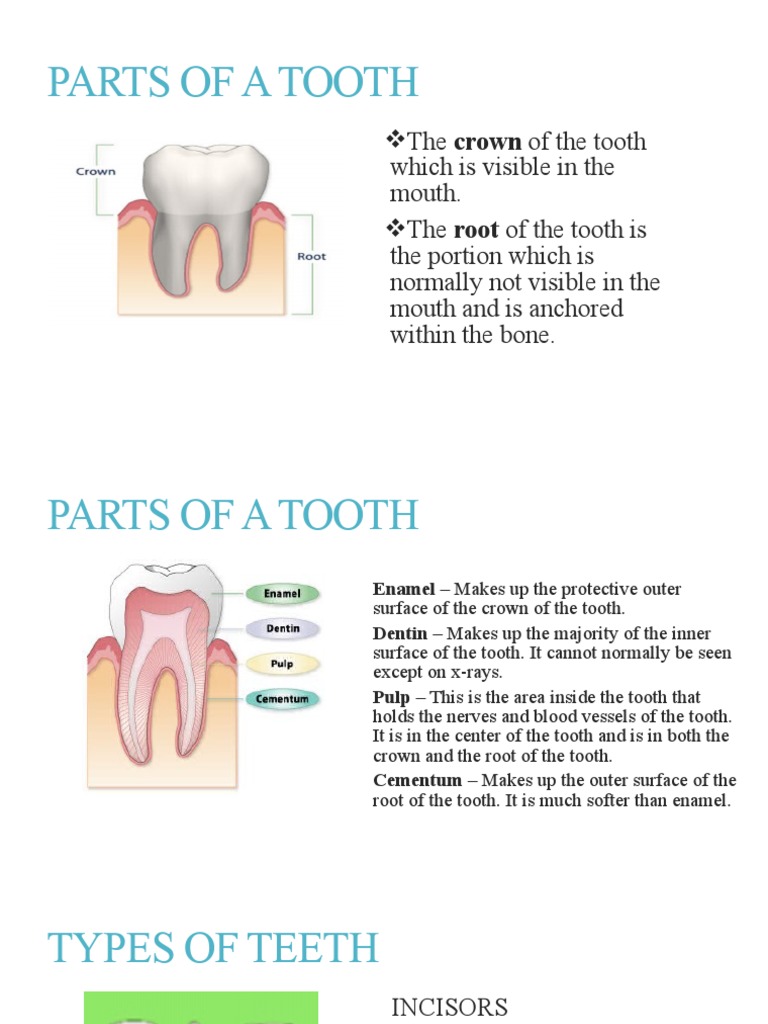 Chapter 4 Teeth | PDF | Tooth | Dental Anatomy