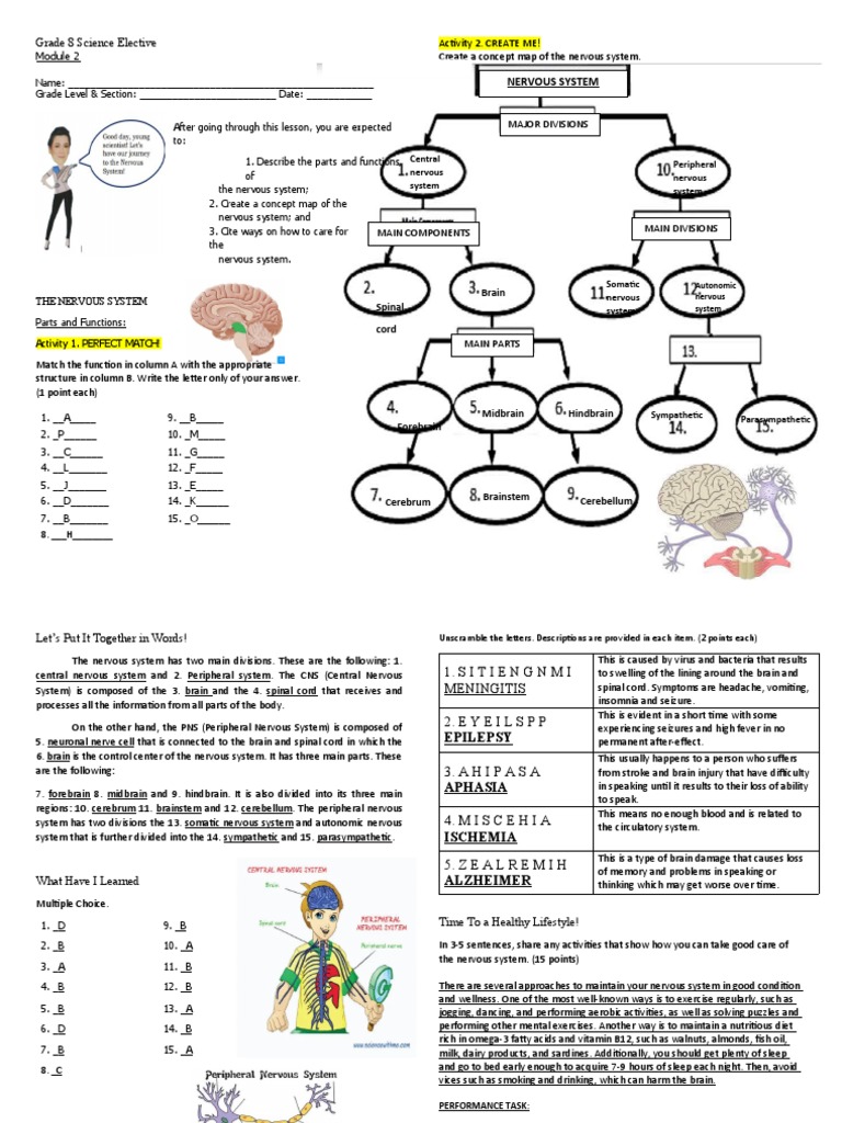 Grade 8 Science Elective: Nervous System | PDF | Central Nervous System ...