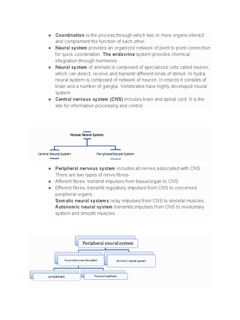 Neural Coordination | PDF | Neuron | Nervous System