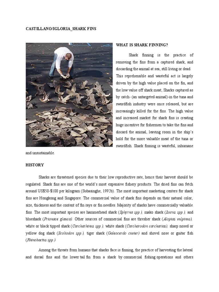 Shark Fins | PDF
