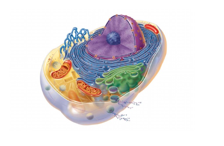 Structure of A Cell Without Labels | PDF