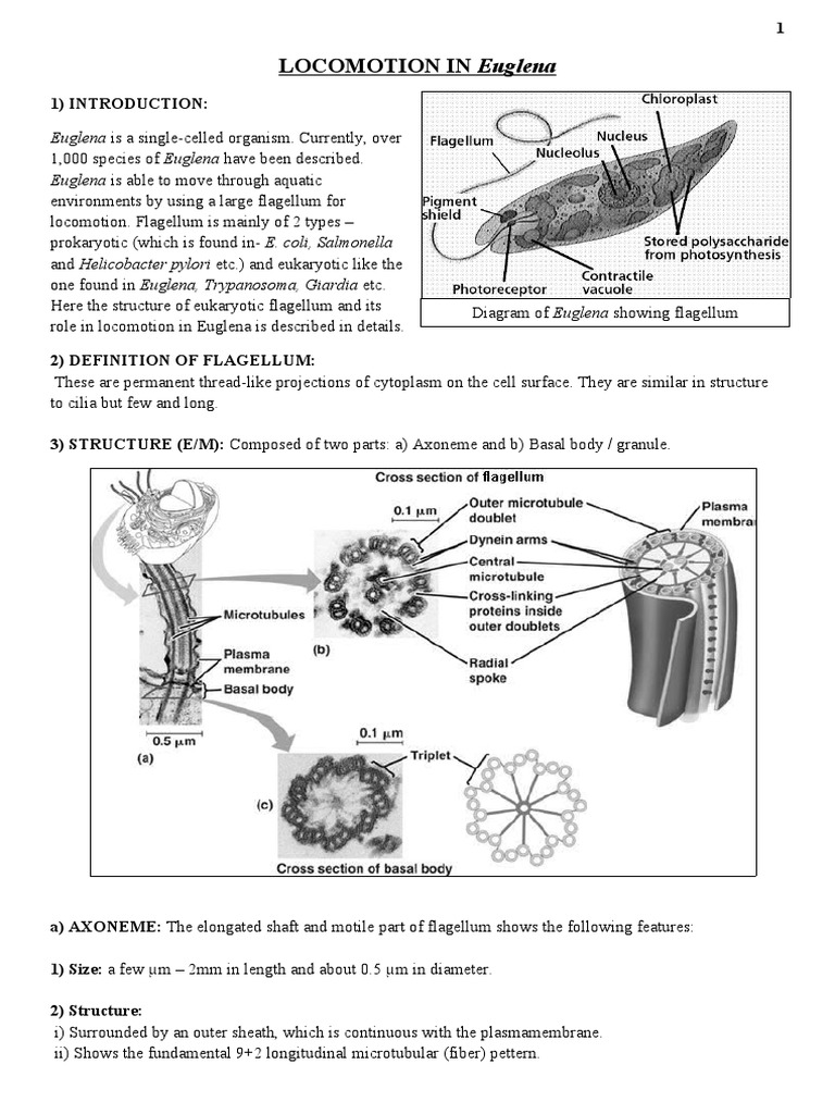 Locomotion in Euglena | PDF | Cell Biology | Cell Anatomy