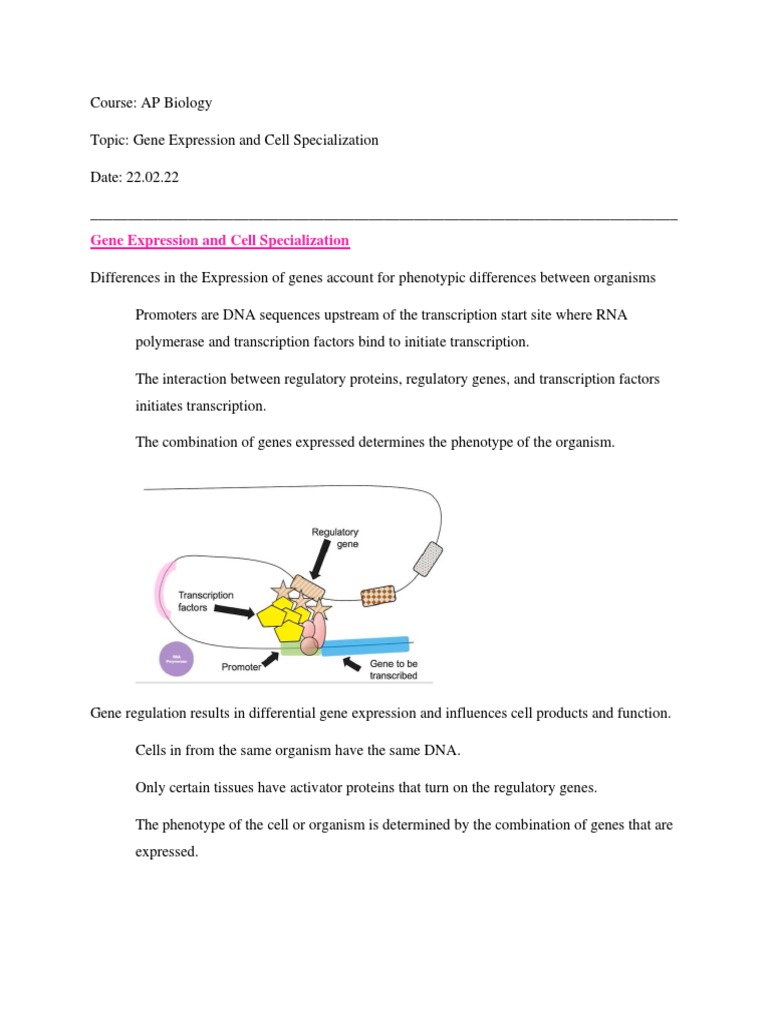 Gene Expression and Cell Specialization Unit 6 | PDF | Self-Improvement ...