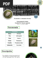 Evolución de Insectos: Cronología y Origen | PDF | Insectos | Escala de ...