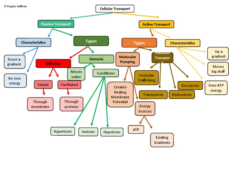 BIOL 243 Guided Practice 3 - Transport Flow Chart Assignment | PDF ...