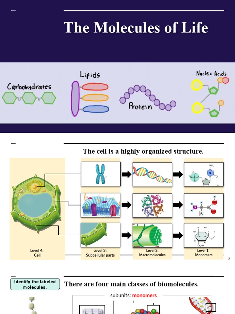 Biological Molecules | PDF | Polysaccharide | Biomolecules