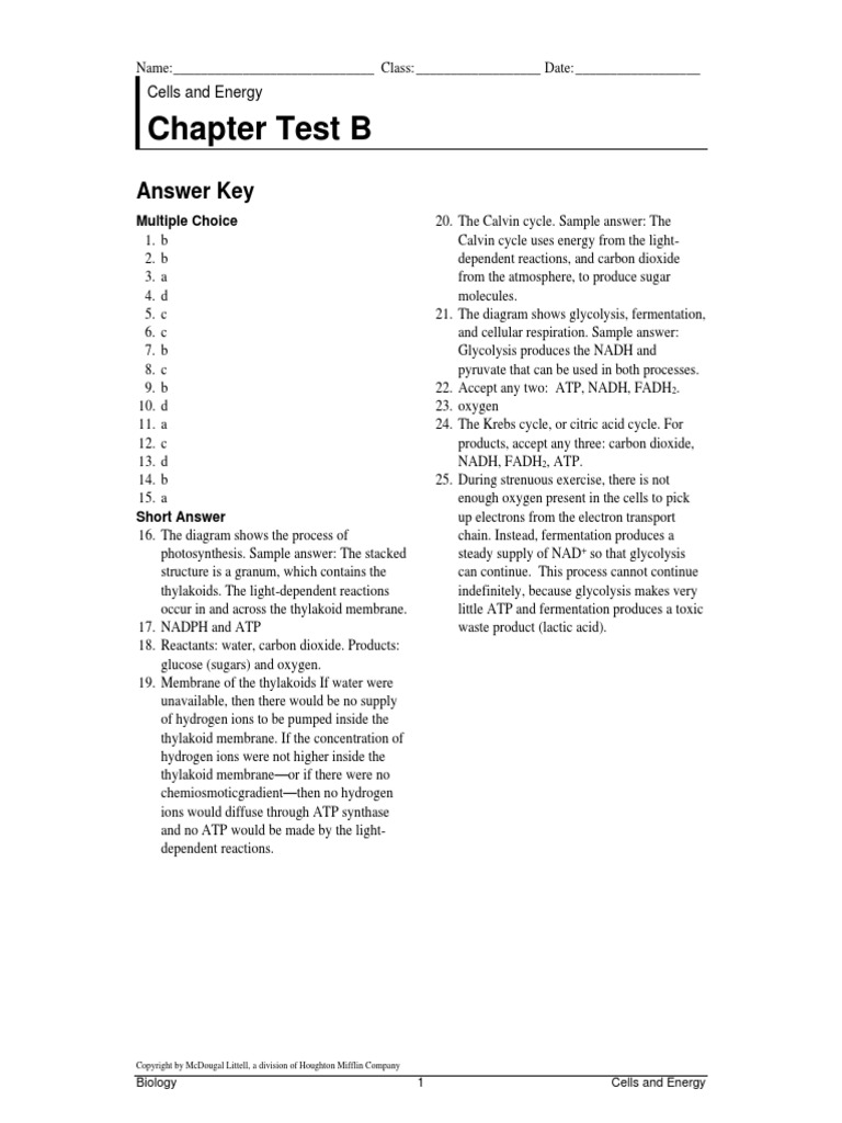 Chapter Test B: Answer Key | PDF | Cellular Respiration | Adenosine ...