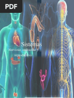 Filogénesis y Ontogénesis Del Sistema Nervioso | PDF | Sistema nervioso ...