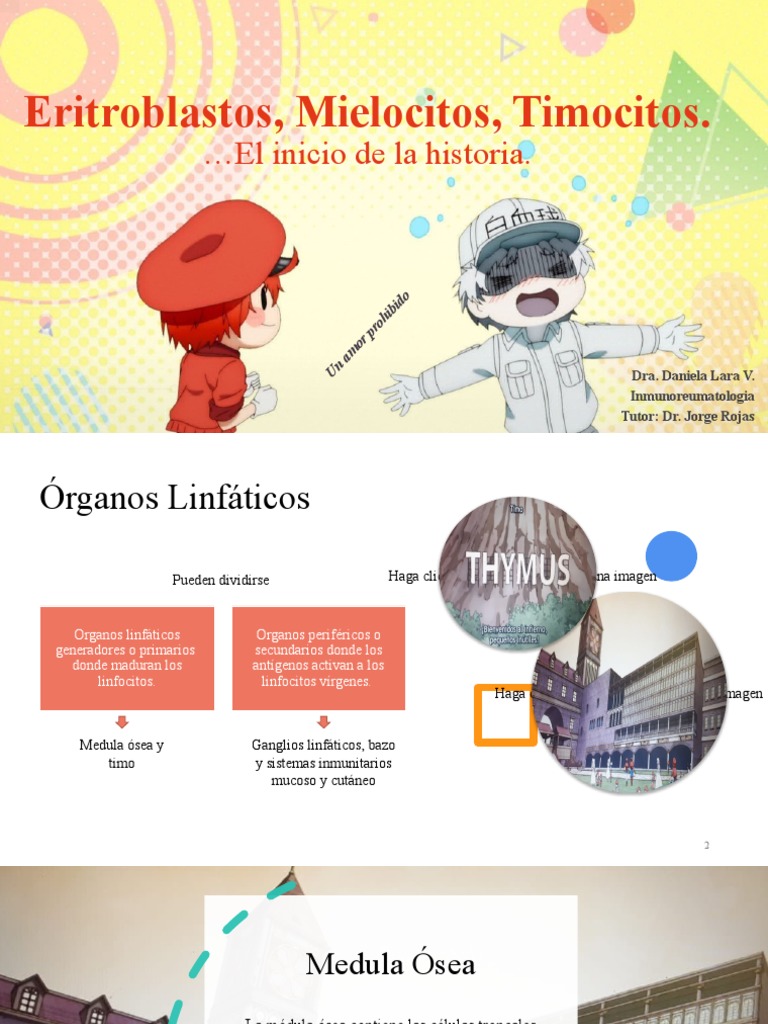 Cells at Works | PDF | Linfocitos | Célula T